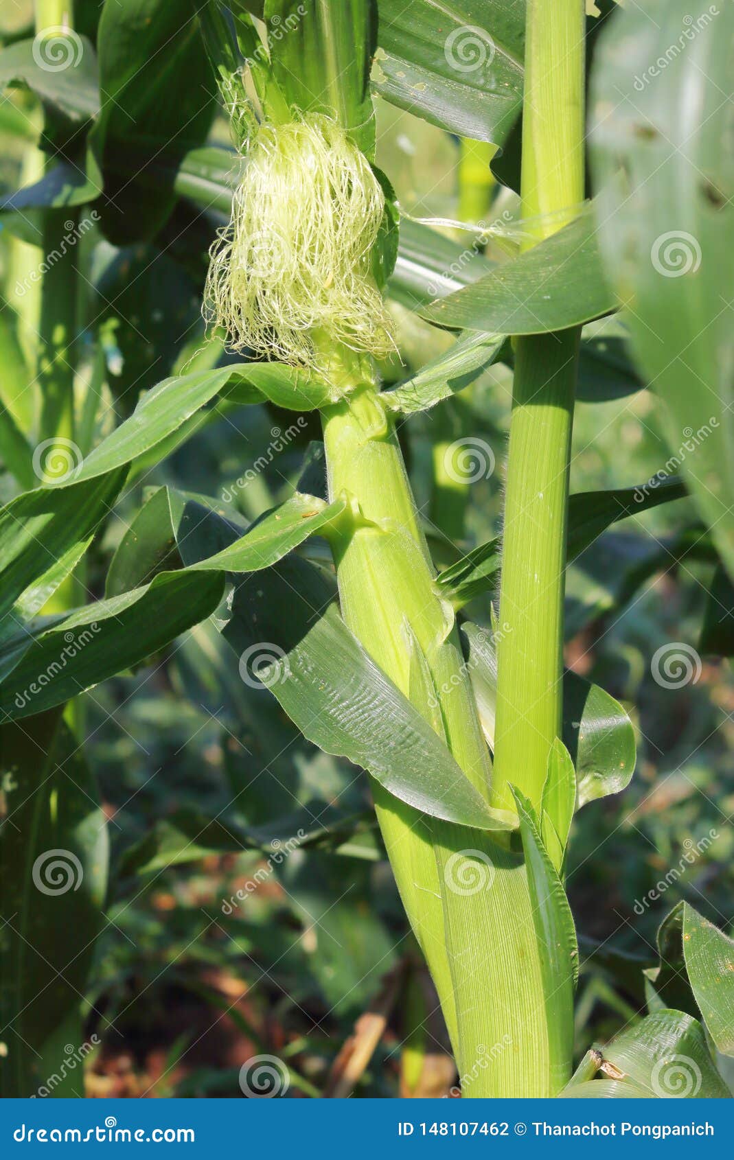 Corn in the Field during Maturation. Growing Young Corn Stock Photo ...