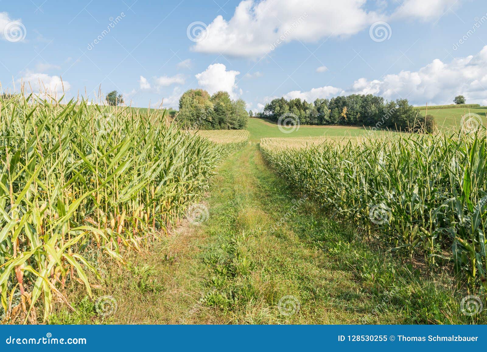Corn Field and Meadow in the Bavarian Forest, Germany Stock Image ...