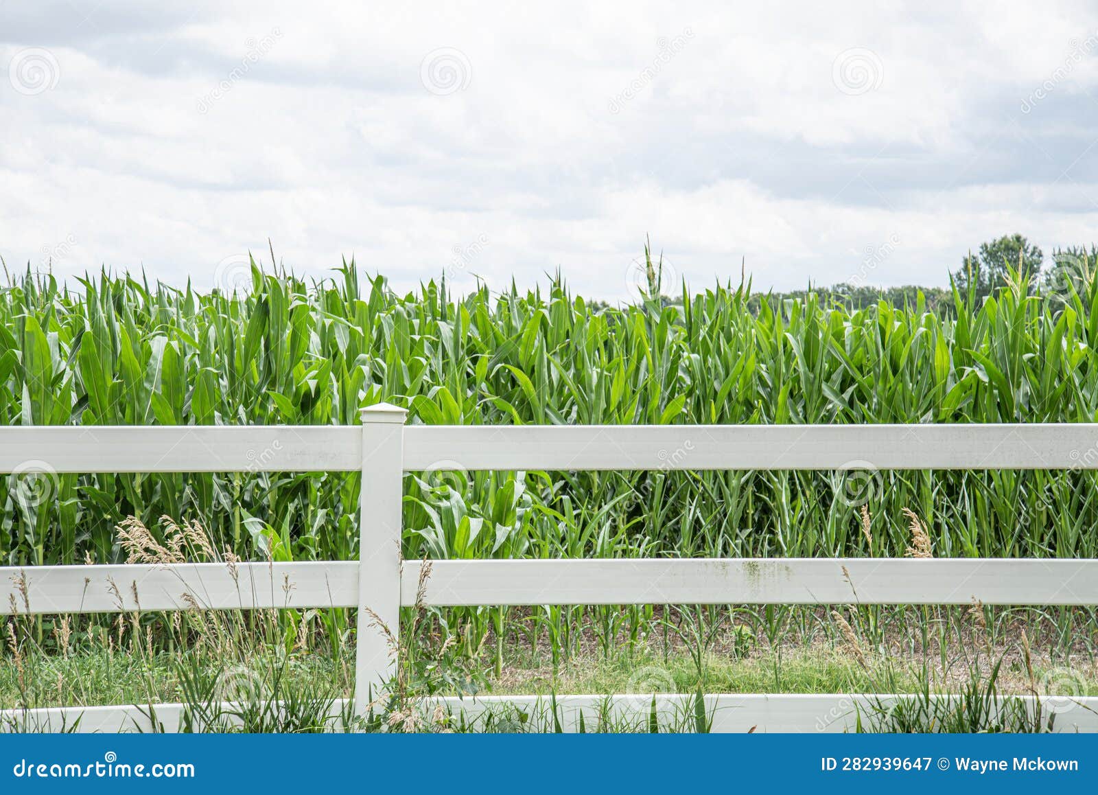 Corn field stock image. Image of cornfield, cultivated - 282939647