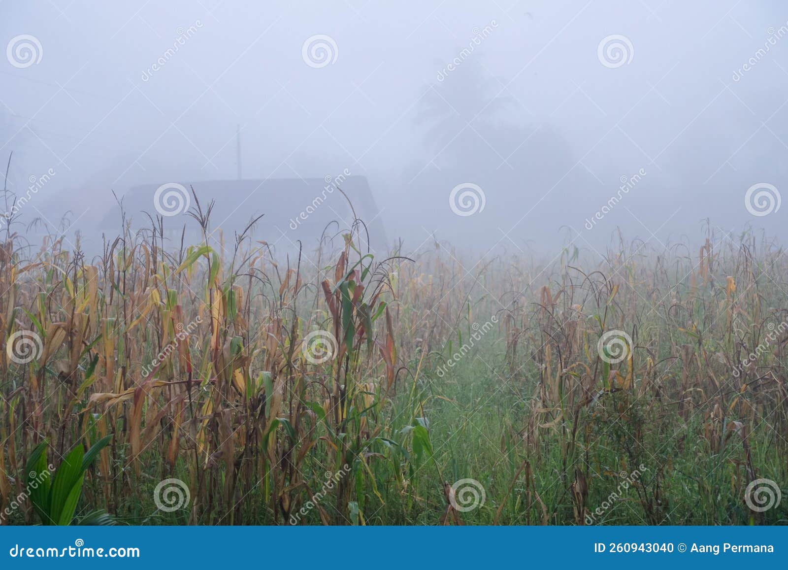 Corn Field in the Morning after Harvest Stock Photo - Image of wetland ...