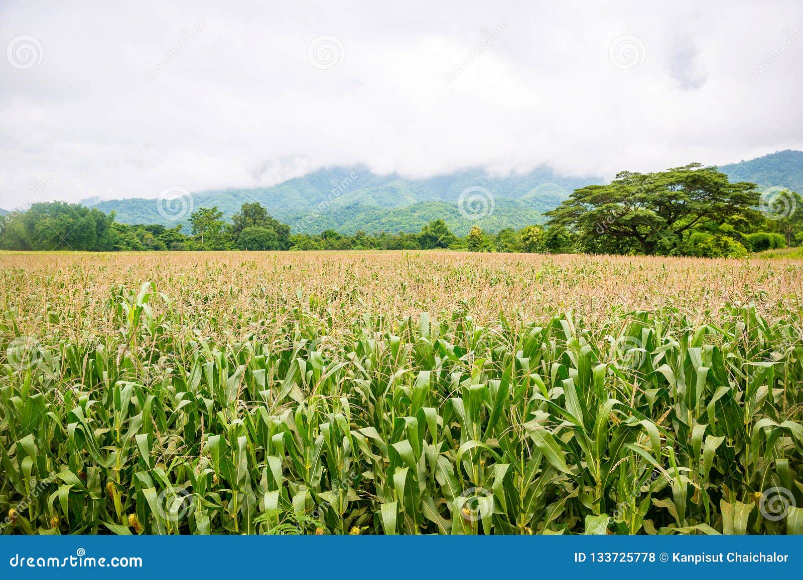 Corn Field with Mountain on Background. Corn Farm Agriculture with Corn ...