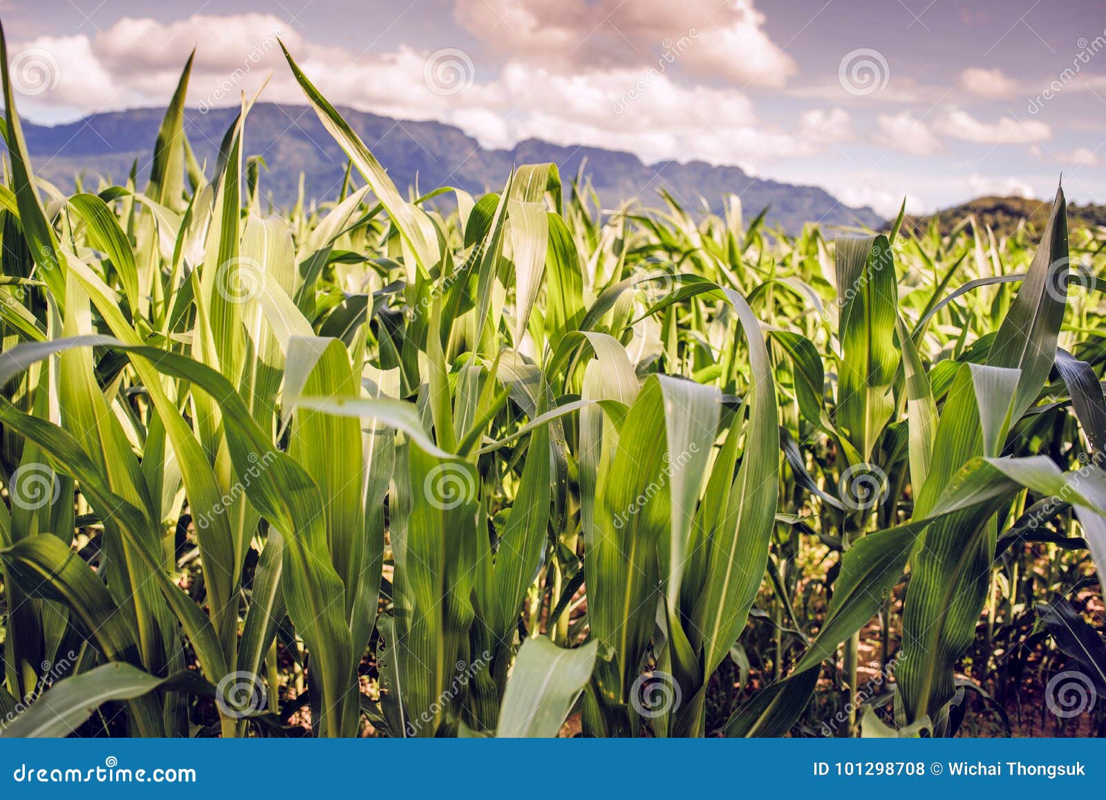 Corn Field Mountain in the Evening. Stock Photo - Image of environment ...