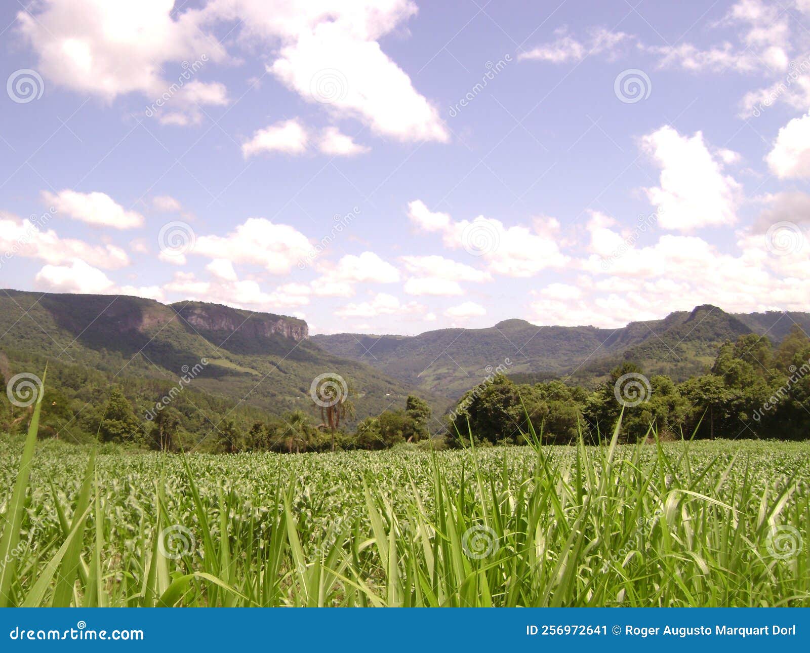 Corn Field with Mountains in the Background Stock Image - Image of ...