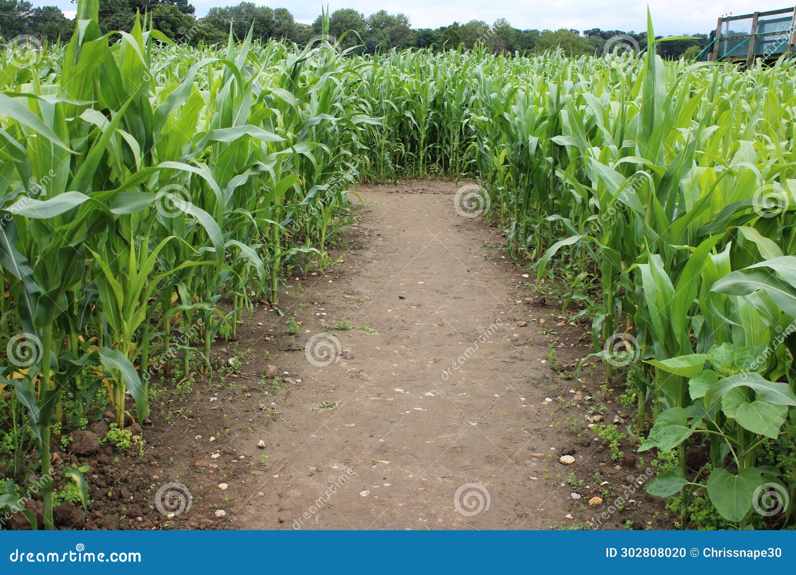 Corn Field with Mud Foot Path Stock Photo - Image of food, land: 302808020