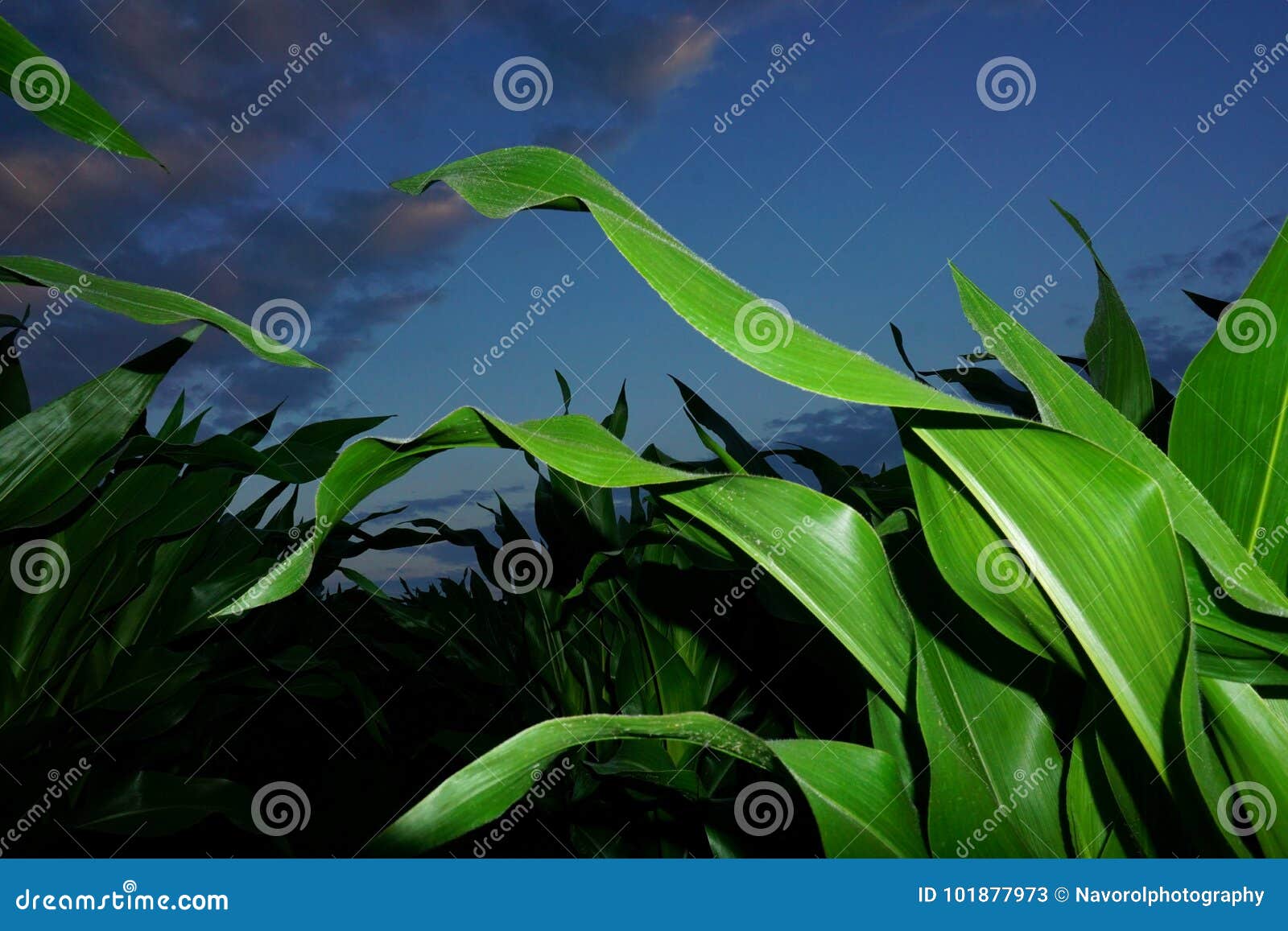 Corn Field at Night stock image. Image of garden, darksky - 101877973