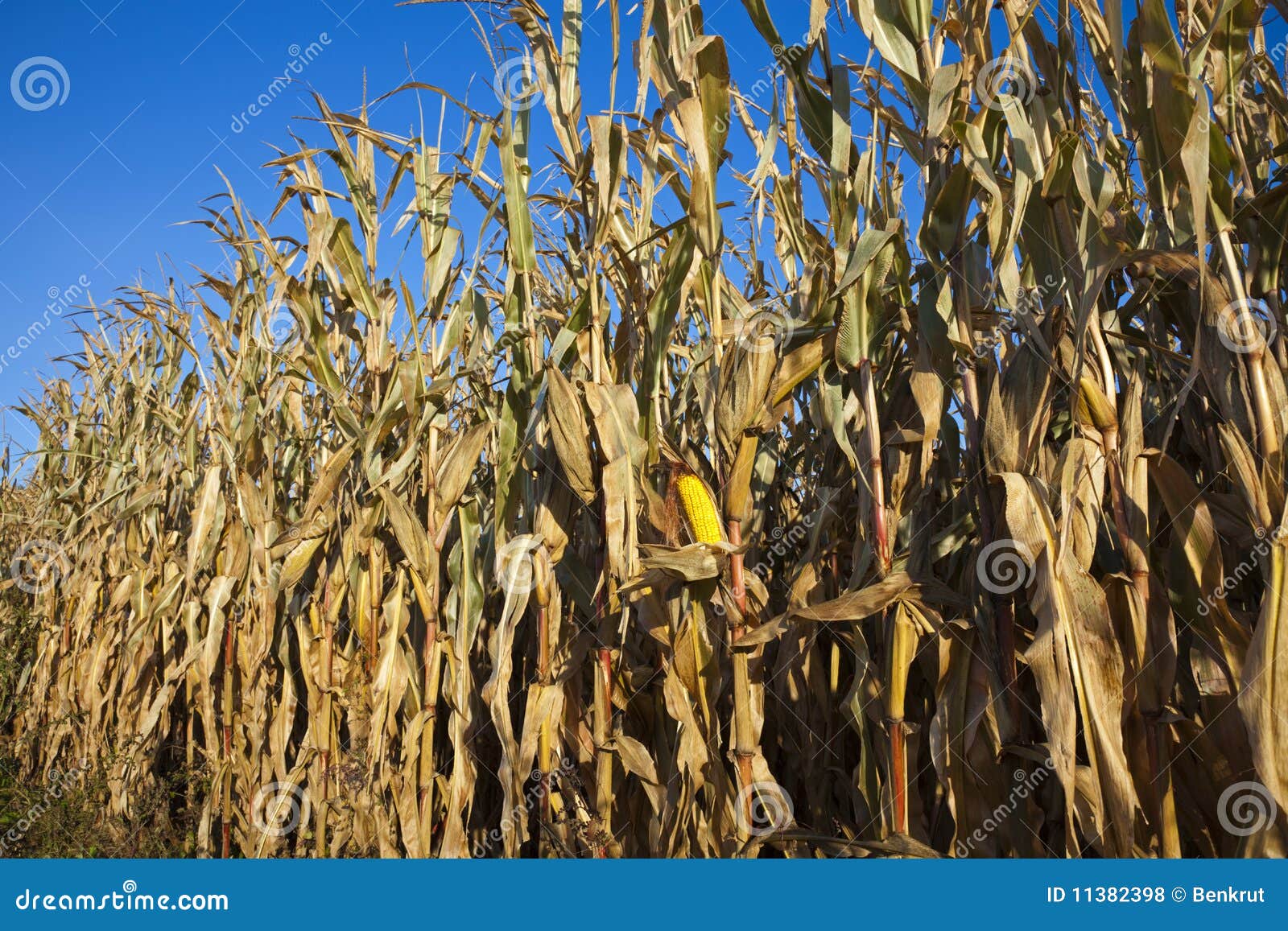 Corn field in October stock photo. Image of indiana, october - 11382398