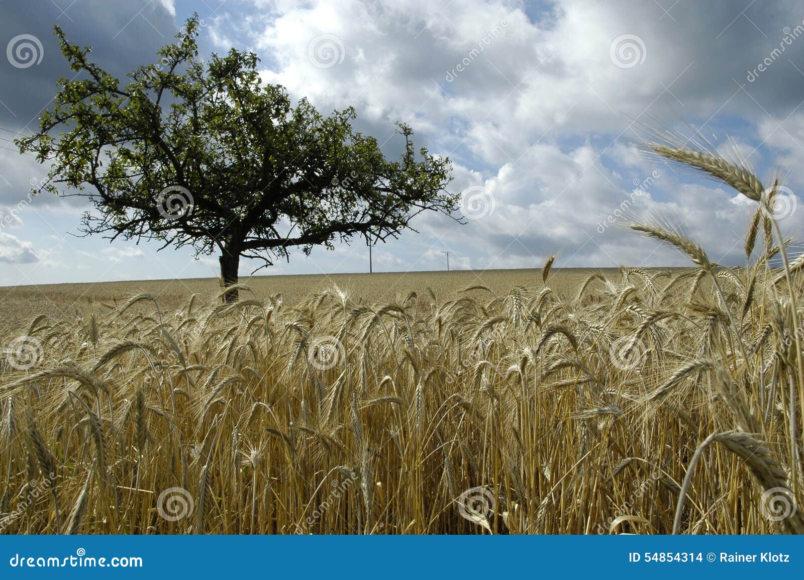 Corn field stock photo. Image of farming, leaves, leafs - 54854314