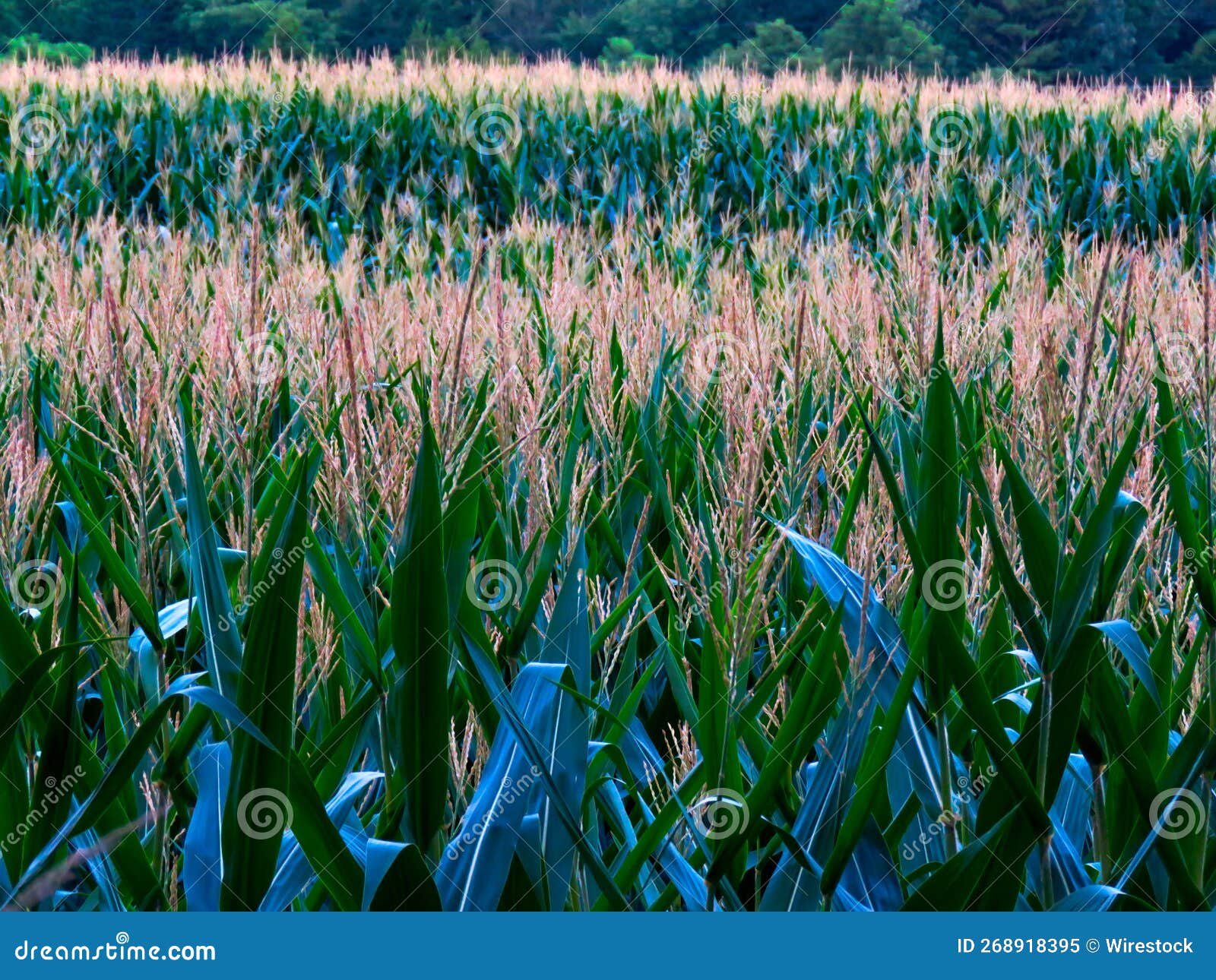 Corn Field in an Organic Agricultural Farm Stock Image - Image of ...