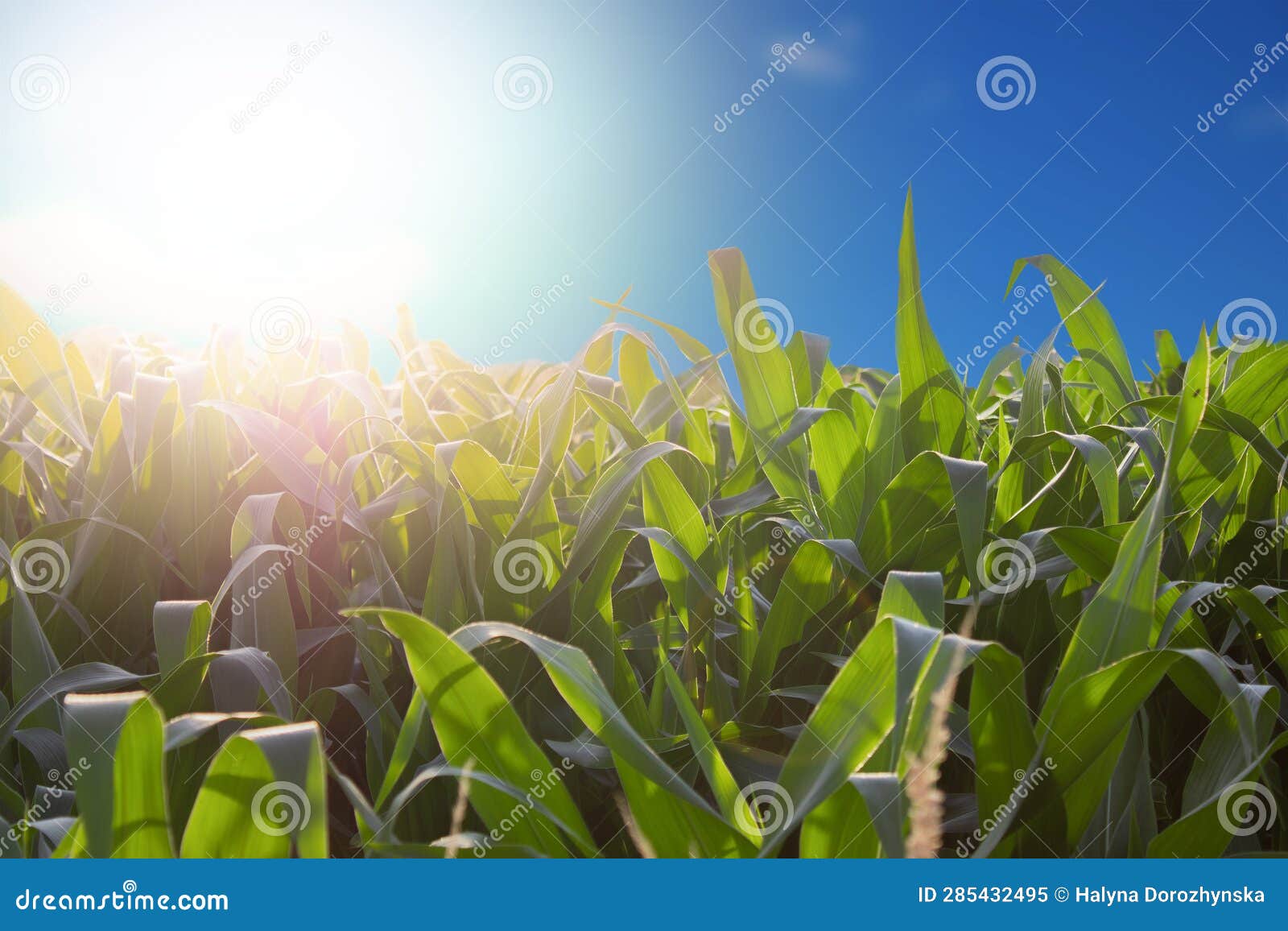 Corn Field. Organic Cultivation of Cereal Crops Stock Image - Image of ...