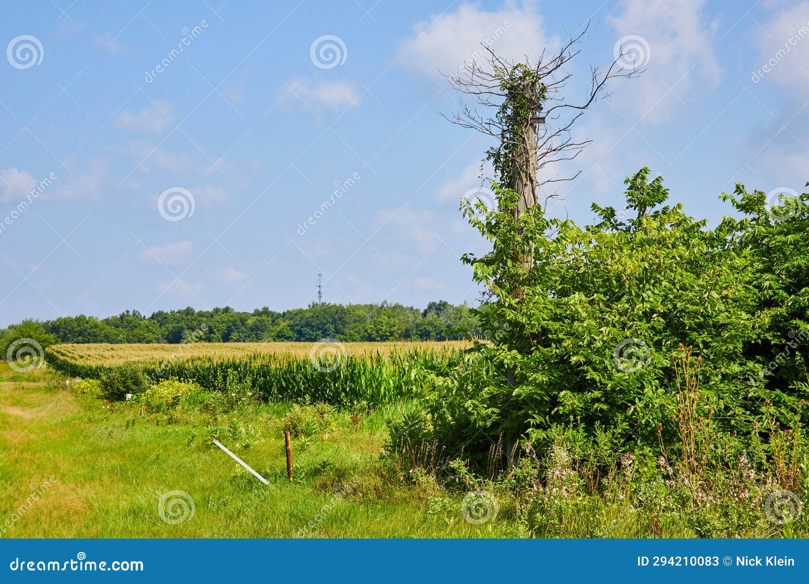 Corn Field with Overgrown Area that Has Mangled Ivy Covered and ...