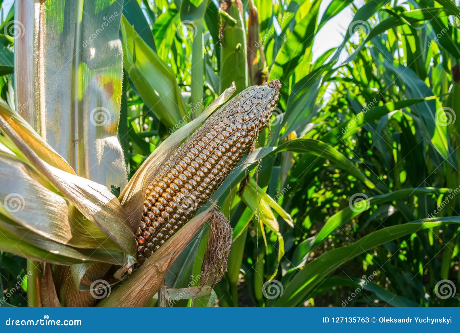 Corn in the Field Painted with Gold Paint Stock Image - Image of food ...