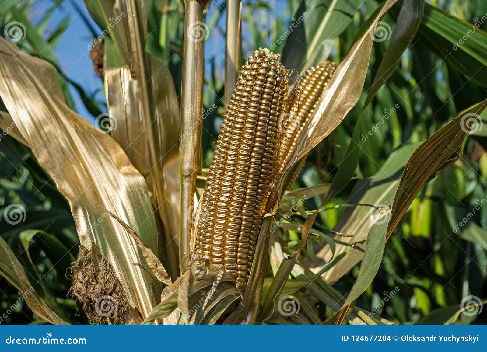 Corn in the Field Painted with Gold Paint Stock Photo - Image of grain ...