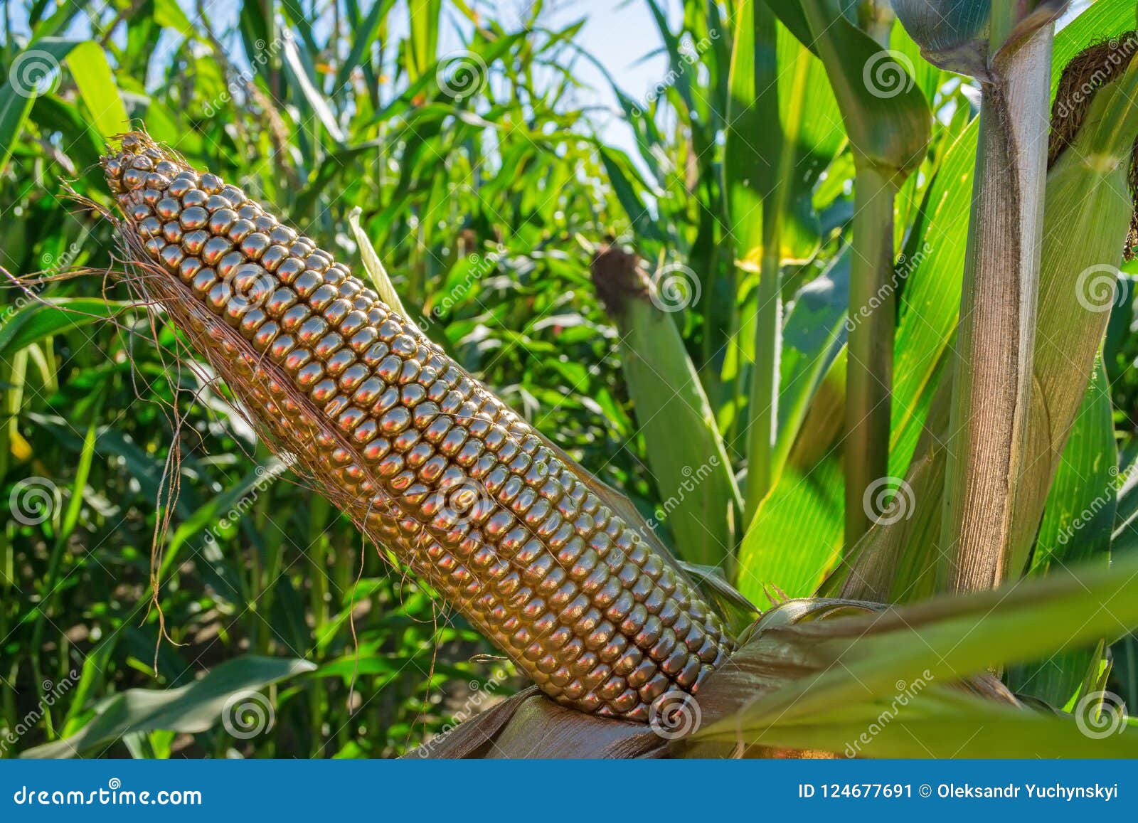 Corn in the Field Painted with Gold Paint Stock Image - Image of ...