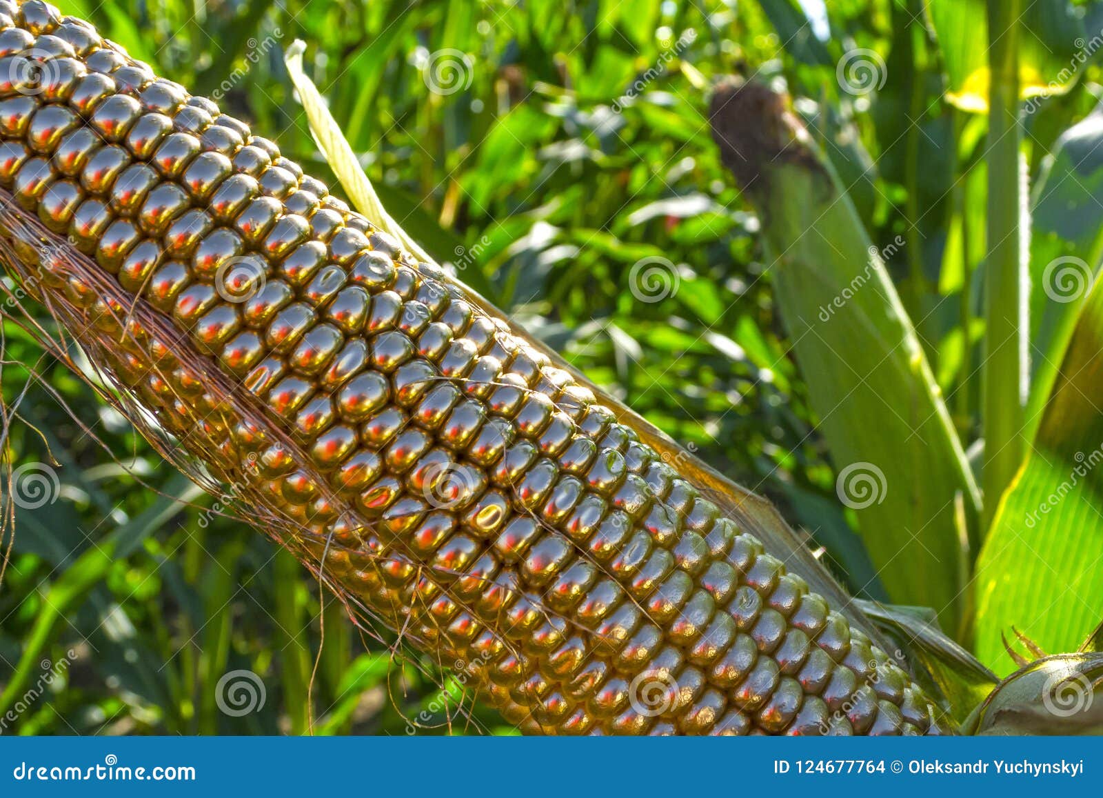 Corn in the Field Painted with Gold Paint Stock Photo - Image of ...