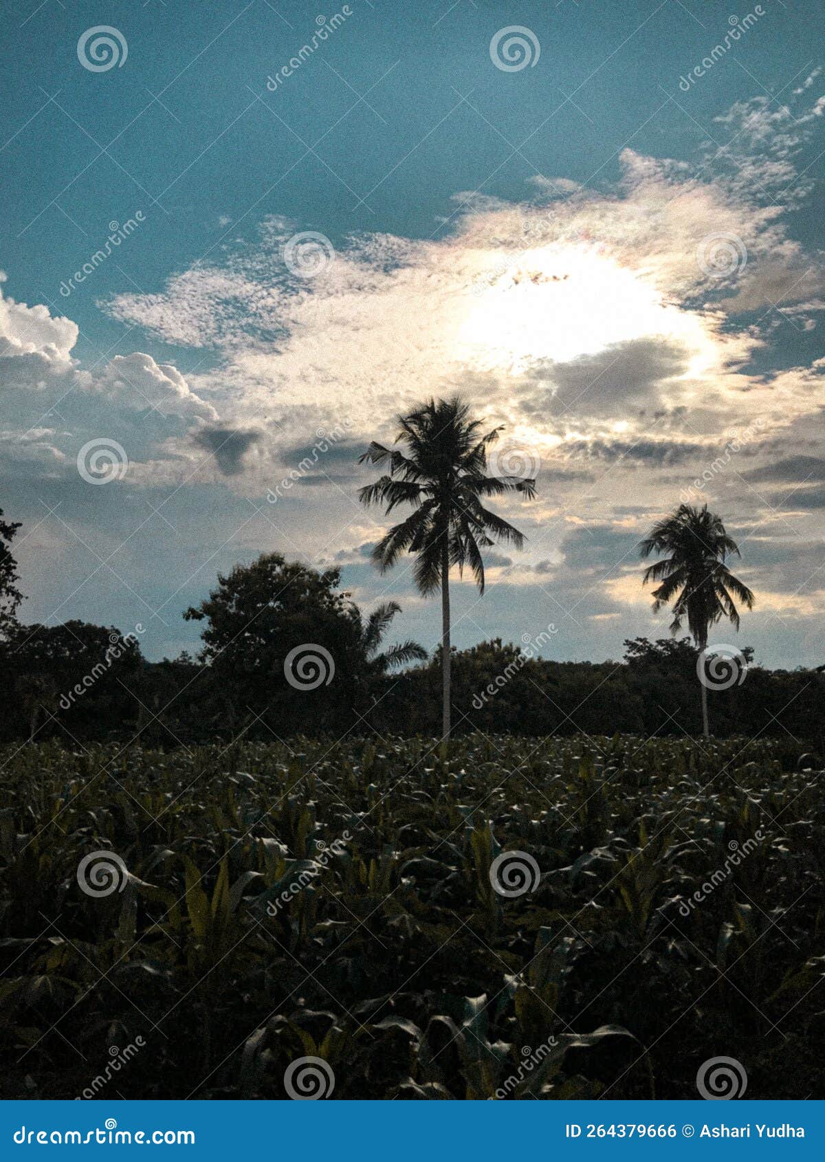 Corn Field with Palm Tree with Nice Cloudy Background Stock Photo ...