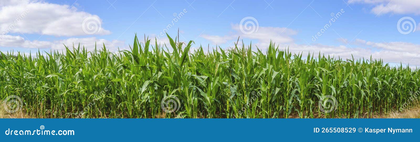 Corn Field Panorama Scenery in the Summer Stock Image - Image of ...