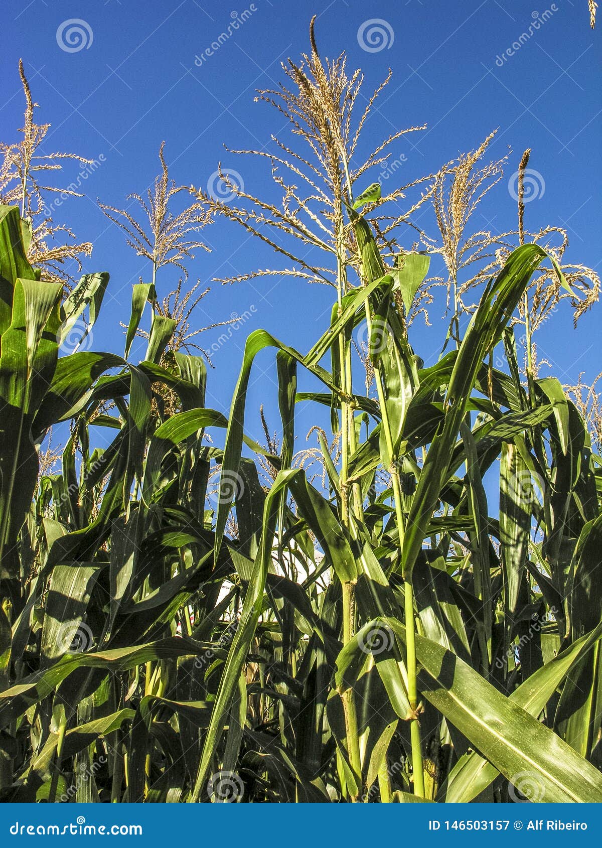 Corn Field in Parana State, Brazil Stock Image - Image of dust ...