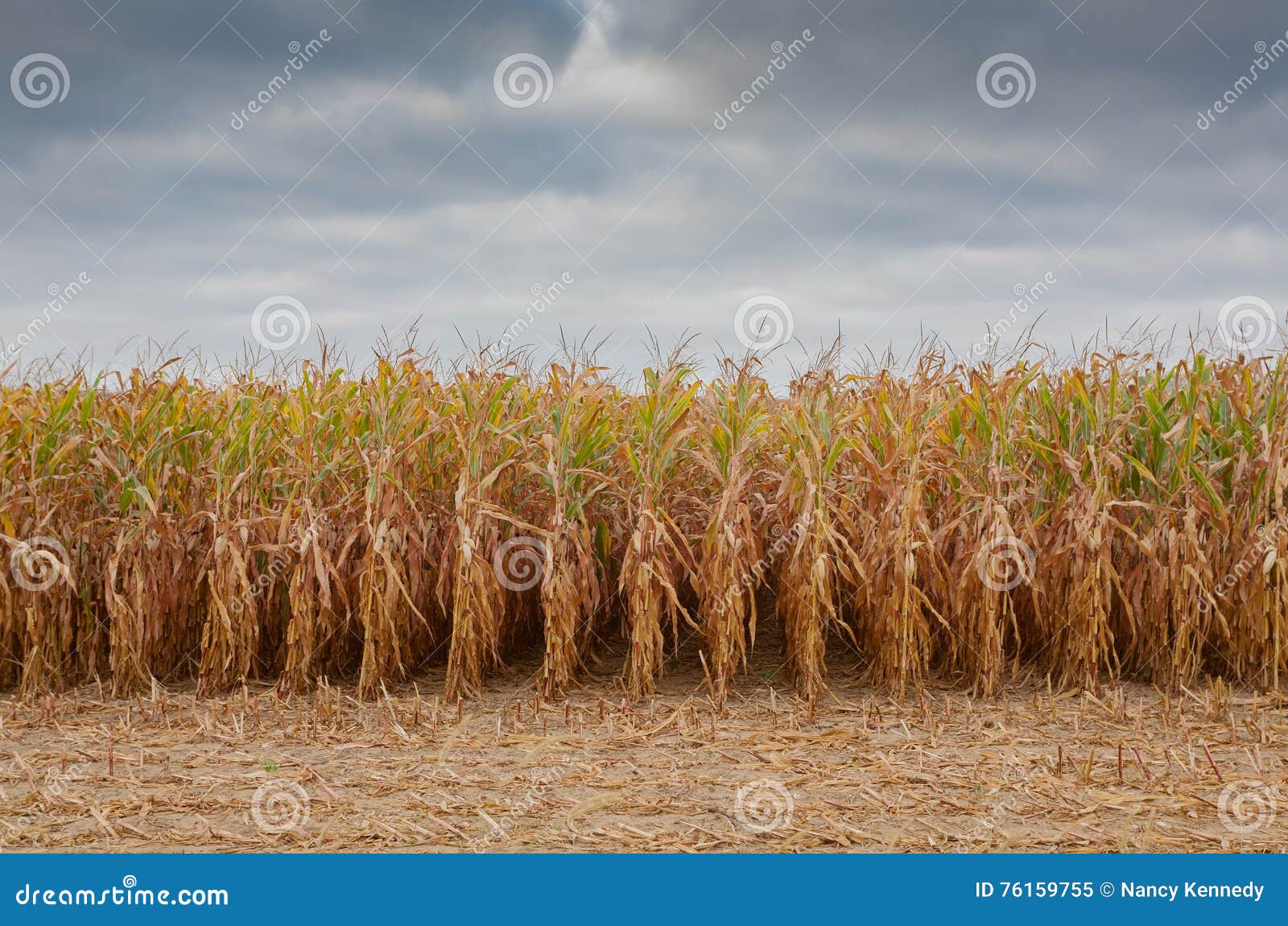 Corn Field stock image. Image of rows, crop, autumn, people - 76159755