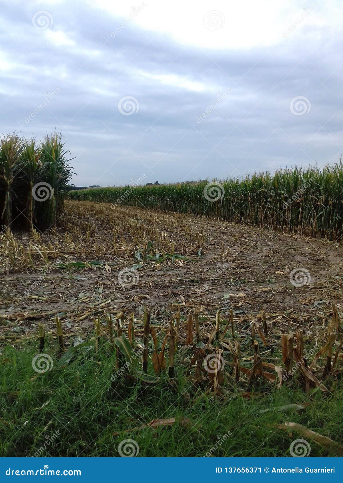 Corn field stock image. Image of field, nature, autumn - 137656371