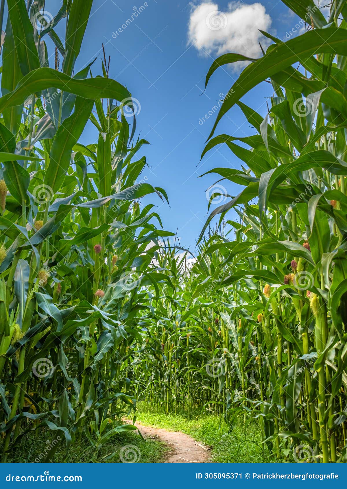 In the corn field stock image. Image of plant, nature - 305095371