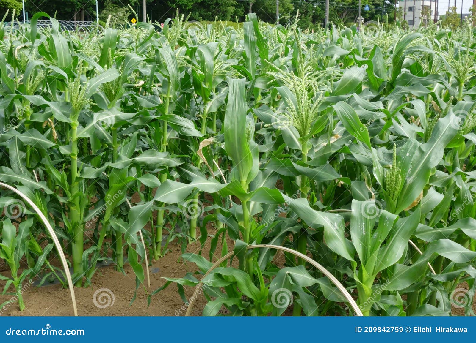 Corn field pattern stock image. Image of farmer, foodstuffs - 209842759