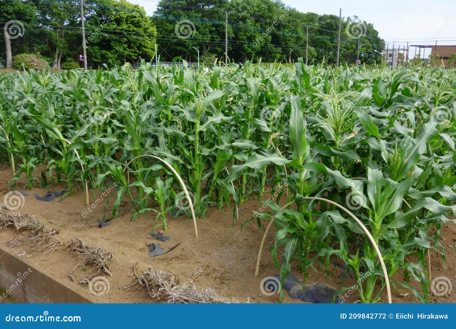 Corn field pattern stock photo. Image of greens, food - 209842772