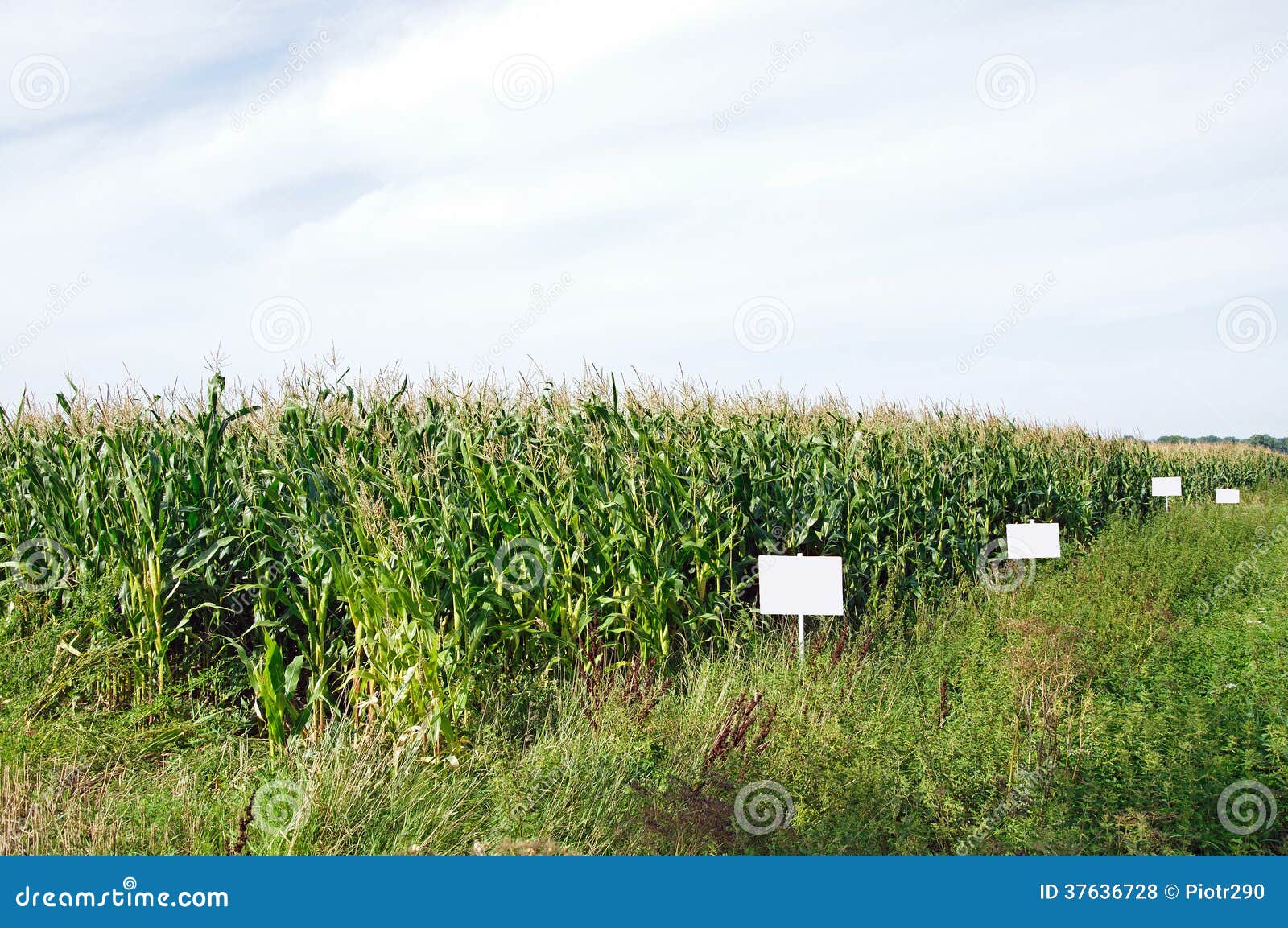 Corn Field stock photo. Image of grow, crop, colorful - 37636728