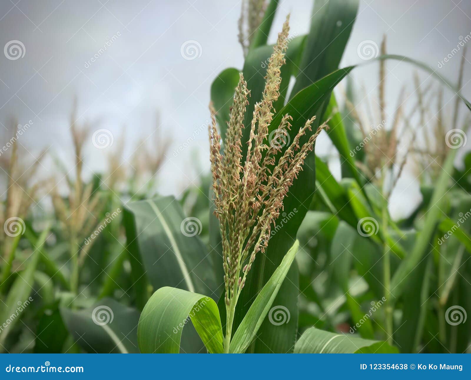 Corn Maize Plant Field stock photo. Image of myanmar - 123354638