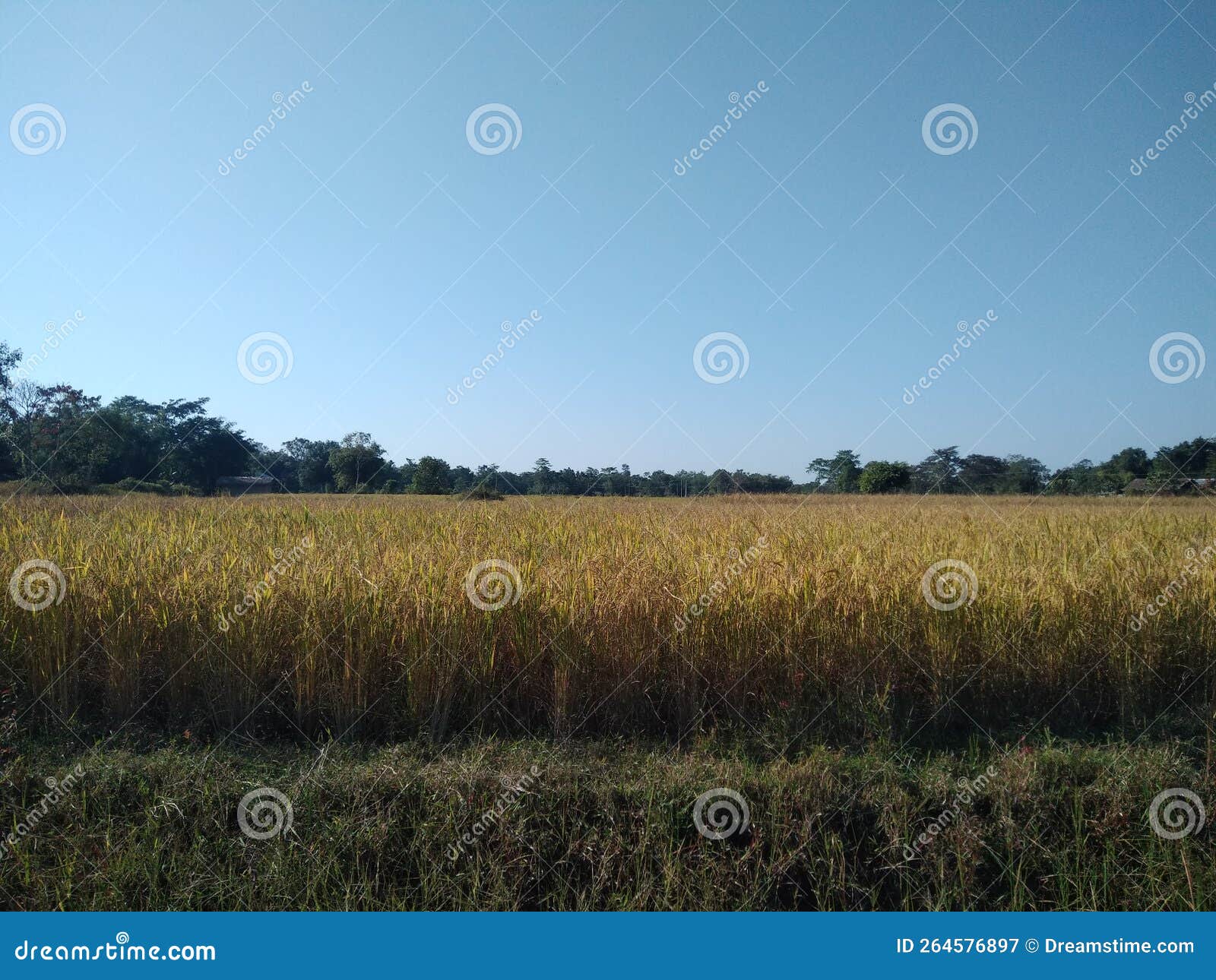 Corn Field Photography India Stock Image - Image of grass, prairie ...