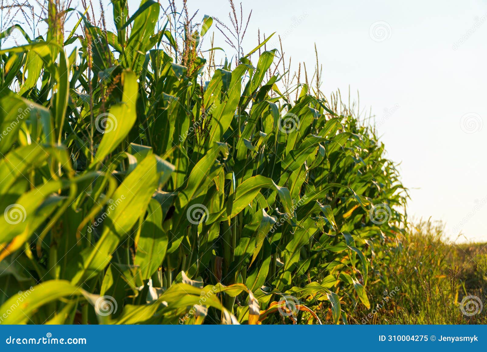 Corn Field. Corn Plant Stalks Stock Image - Image of plant, small ...