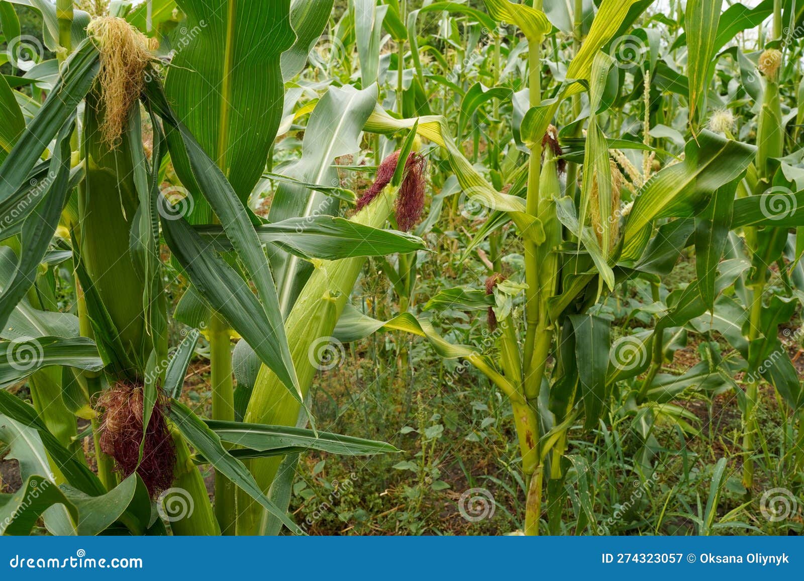 Corn in the Field. Corn Plantation Stock Image - Image of nature ...