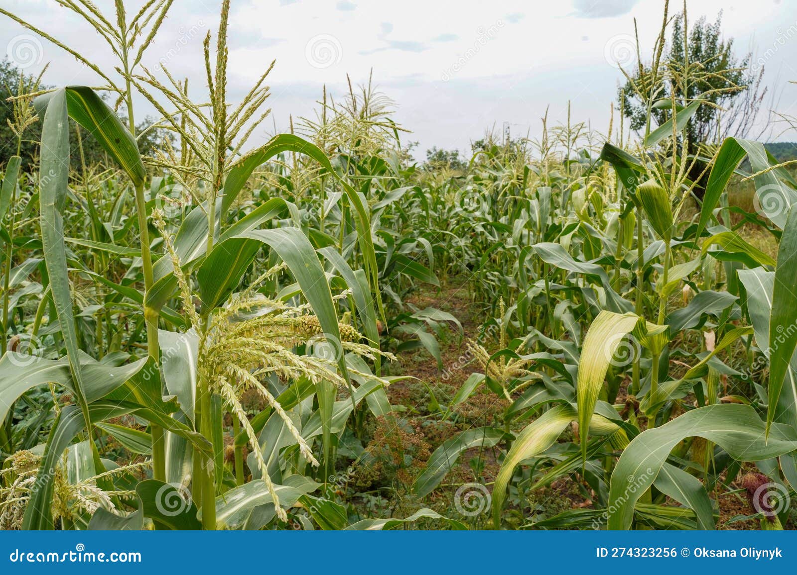 Corn in the Field. Corn Plantation Stock Photo - Image of corn ...