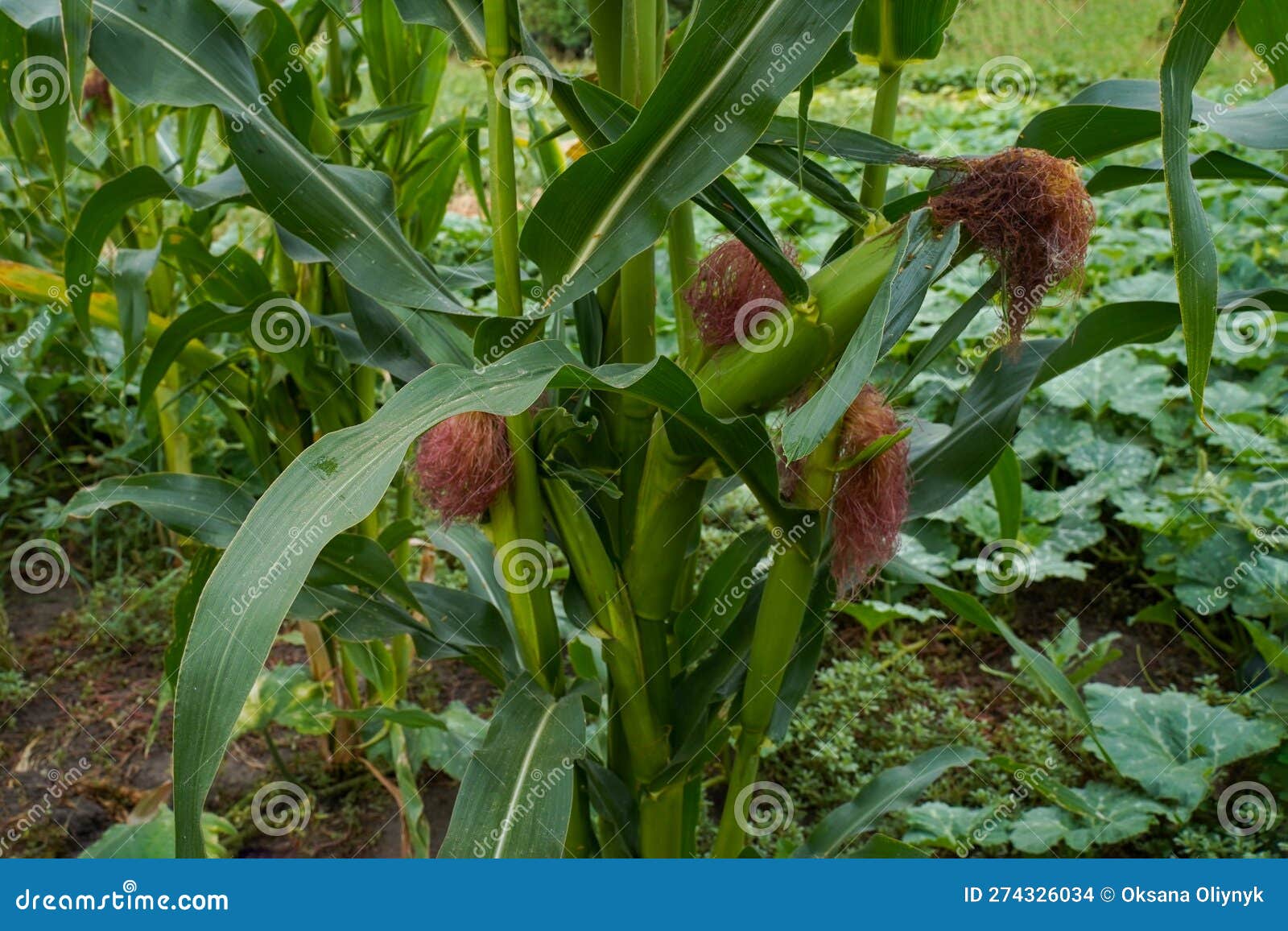 Corn in the Field. Corn Plantation Stock Photo - Image of meadow ...
