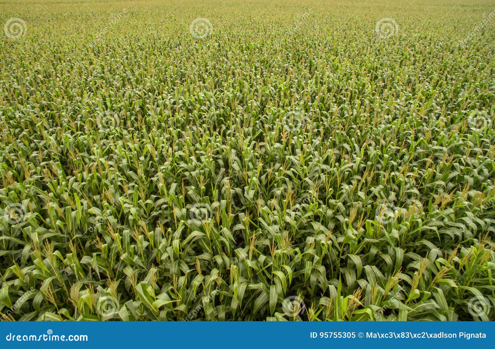 Corn Field Plantation Aerial Stock Image - Image of aerial, panoramic ...
