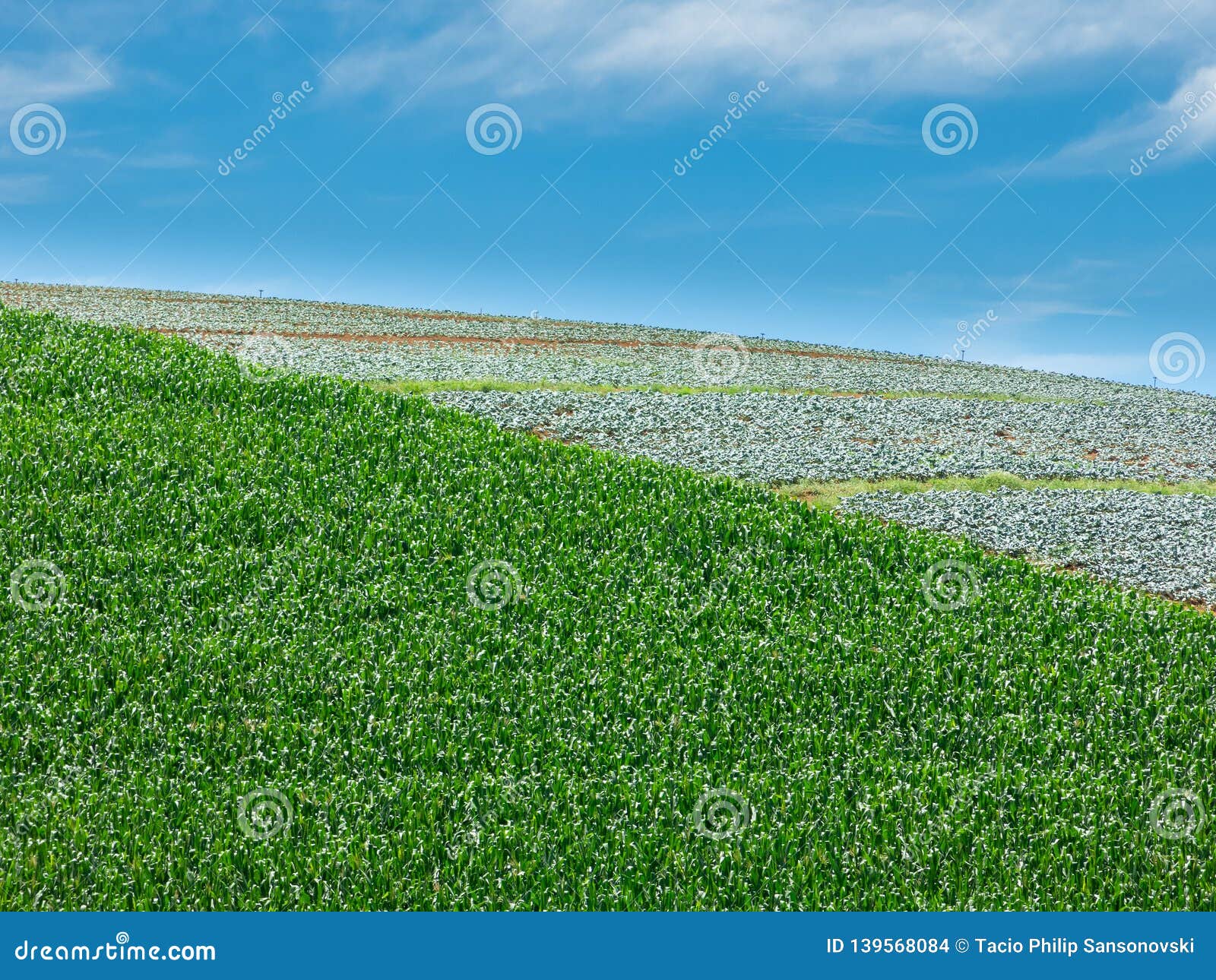 Corn Field Green Plantation in Brazil Stock Photo - Image of nature ...