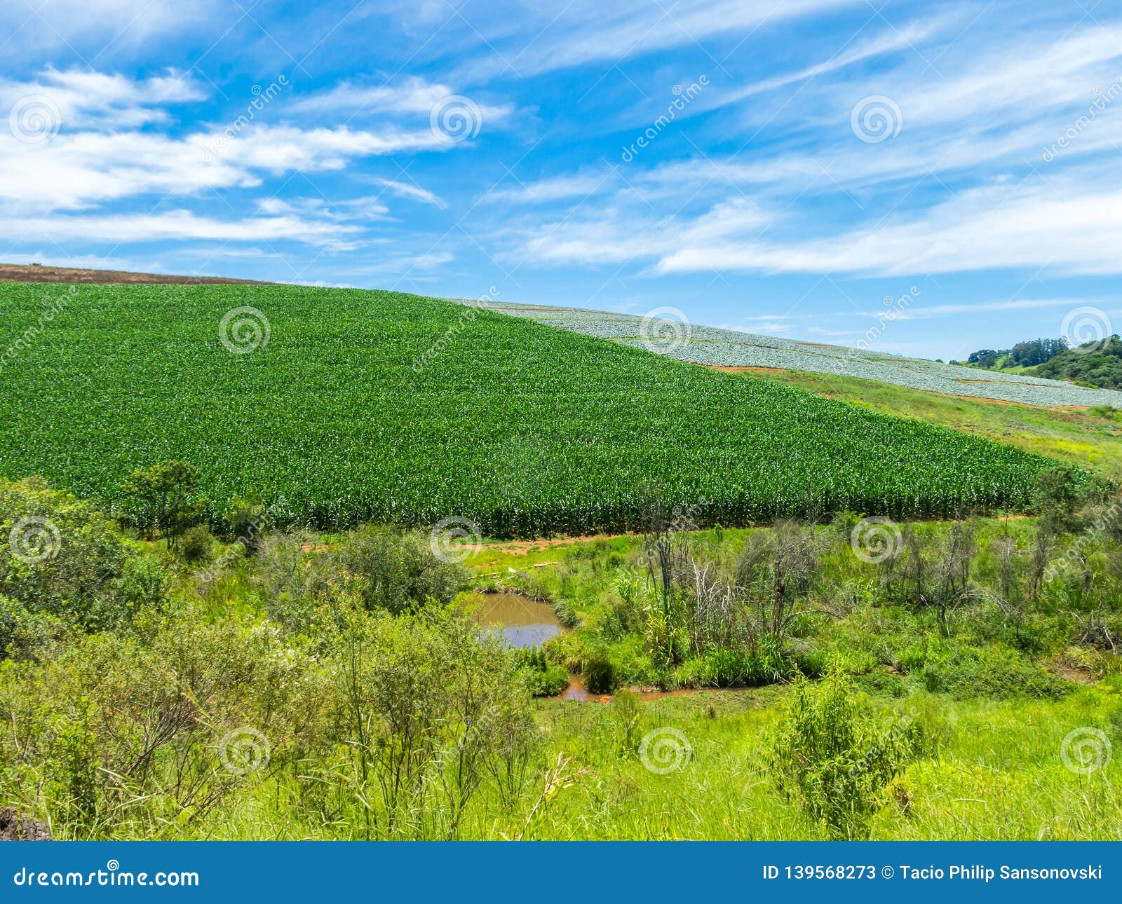 Corn Field Green Plantation in Brazil Stock Image - Image of nature ...