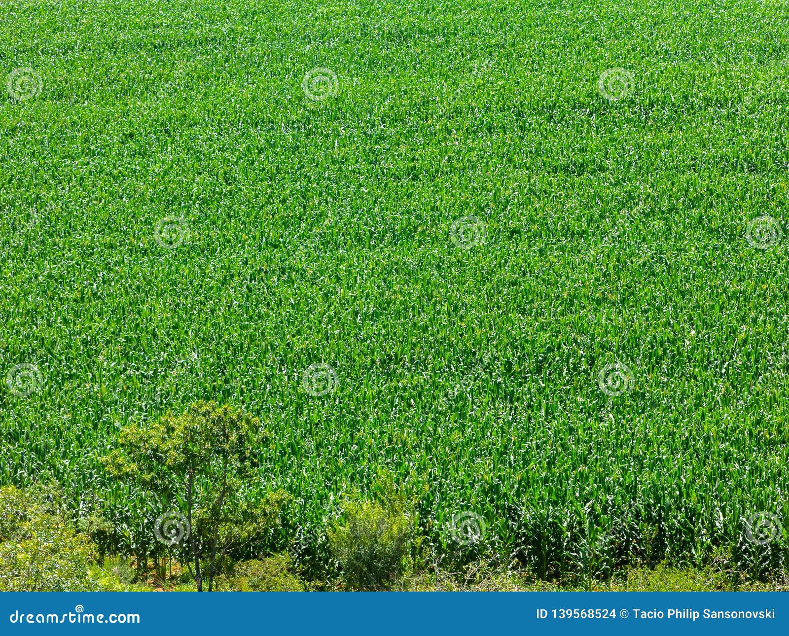 Corn Field Plantation in Brazil - Green Pattern Abstract Stock Photo ...