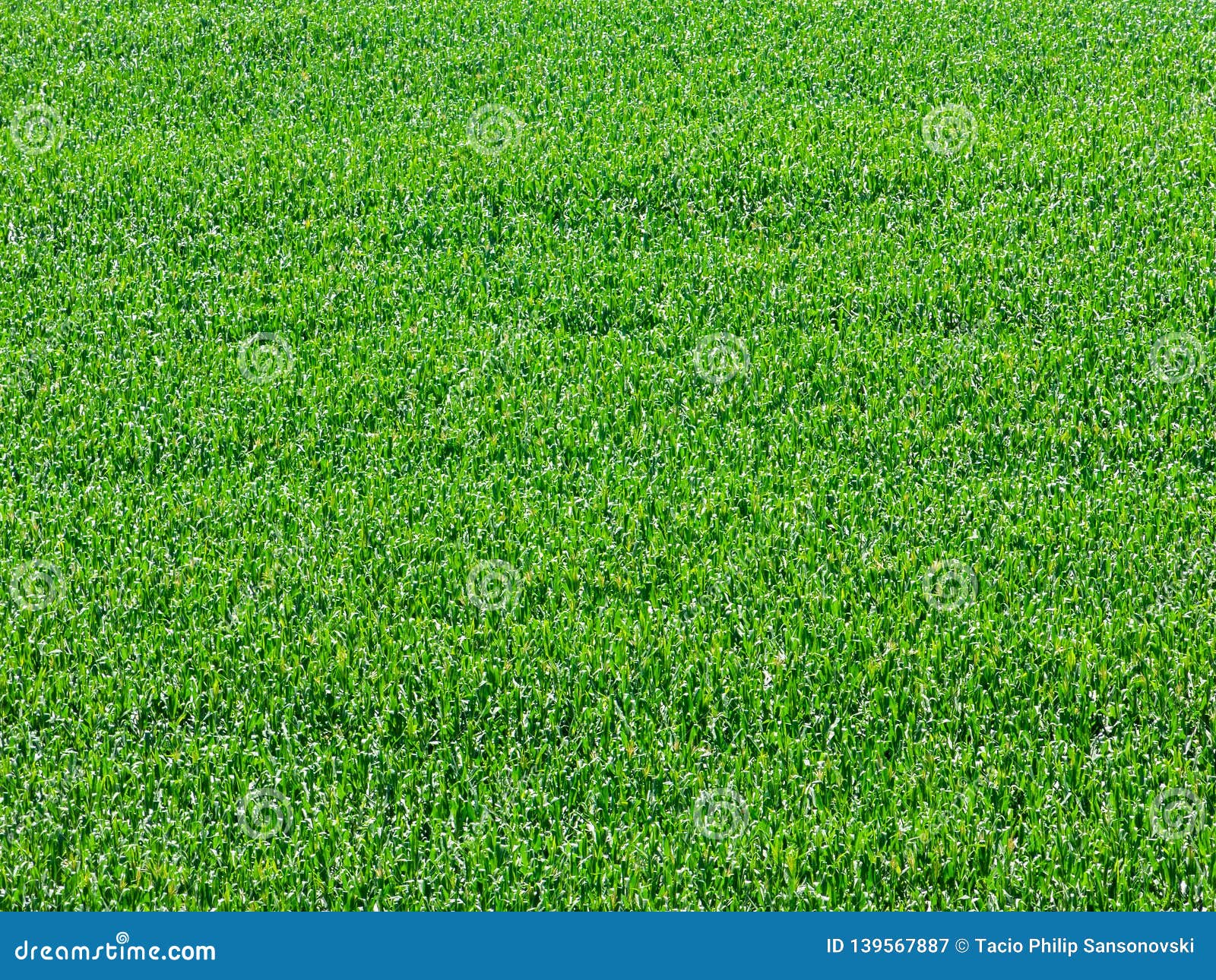 Corn Field Plantation in Brazil - Green Pattern Abstract Texture Stock ...