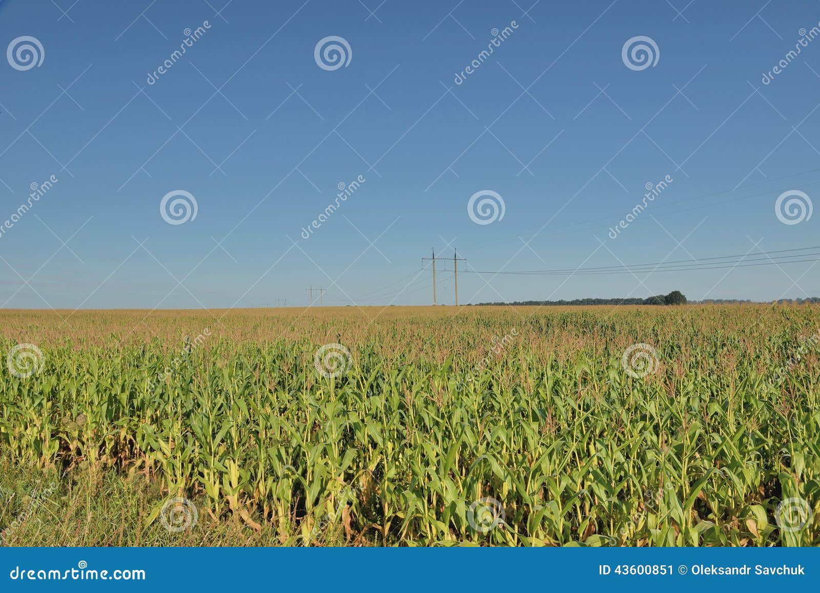 Corn field and power line stock image. Image of morning - 43600851