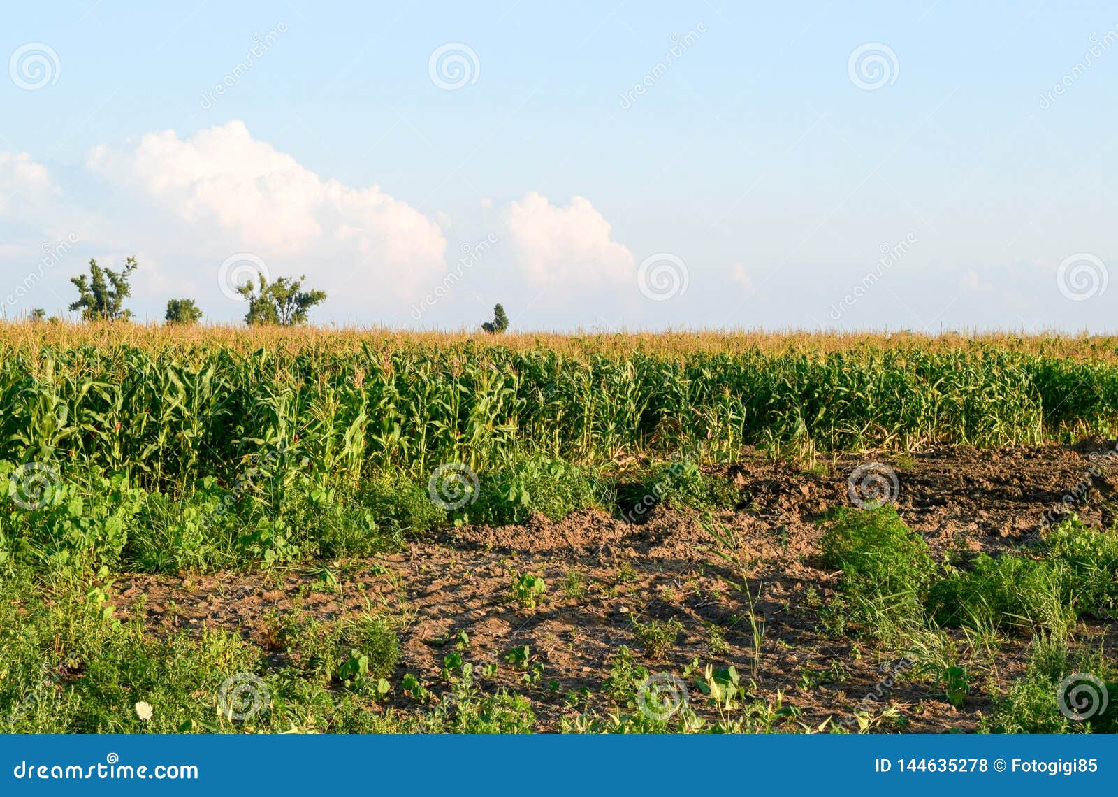 Corn Field. Process of Growth of Corn, it Still Green Also Stock Photo ...