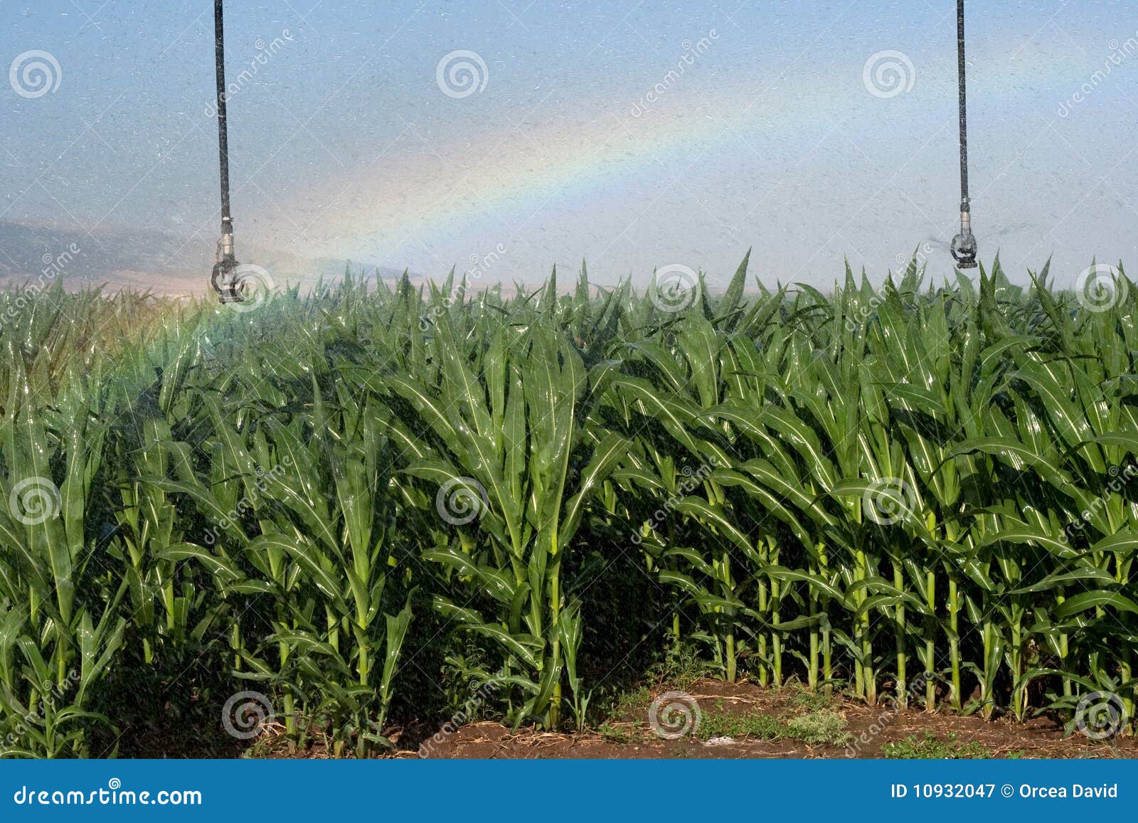 Corn field and rainbow stock image. Image of watter, rainbow - 10932047