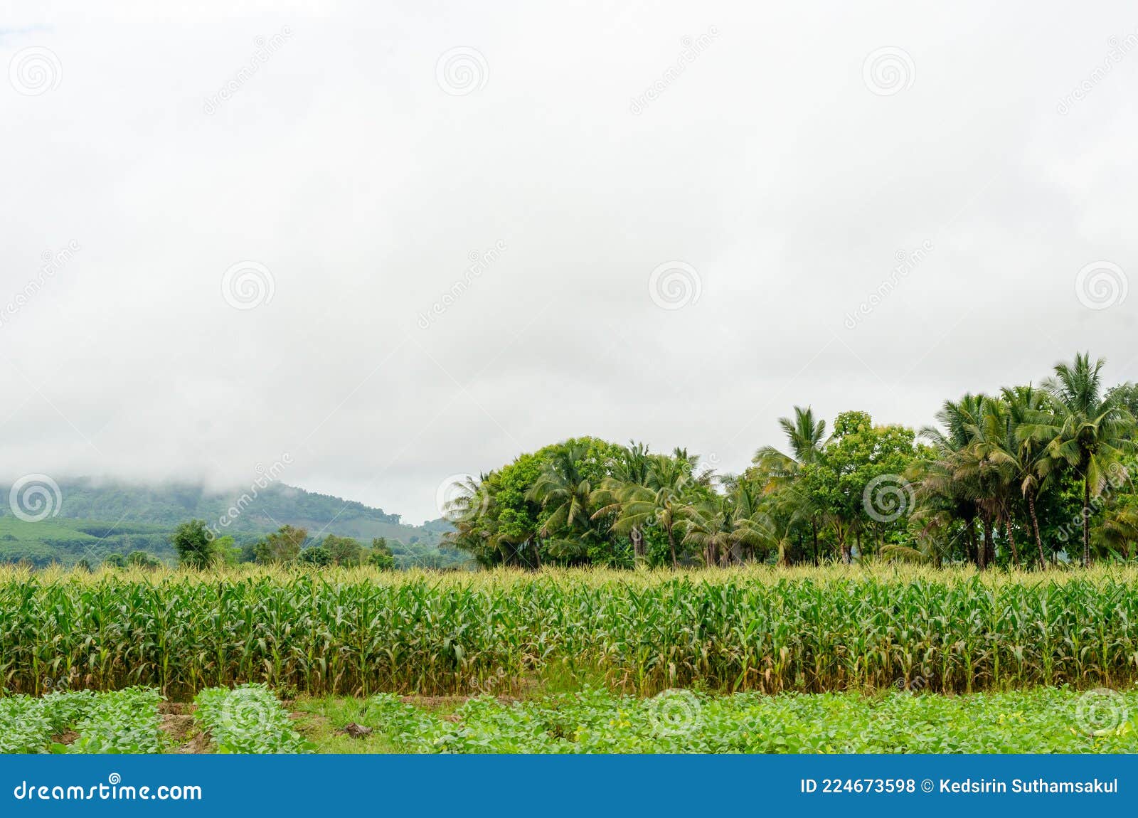 Corn field and rains fog stock photo. Image of mountains - 224673598