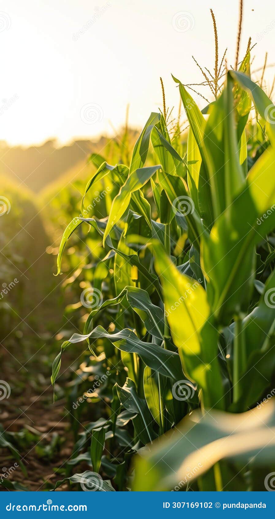 Corn Field in the Rays of the Setting Sun, Ripening of Fresh Corn Crop ...