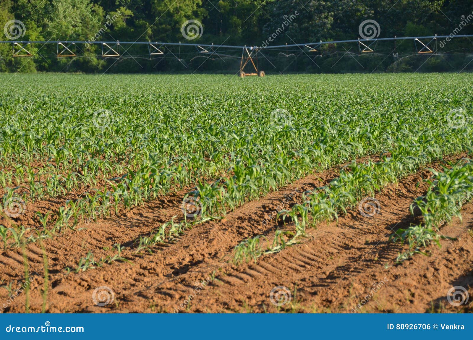 Corn field stock photo. Image of plant, farming, irrigation - 80926706