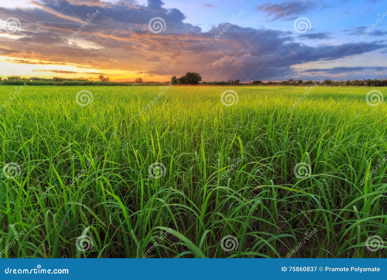 Corn field stock image. Image of china, fields, culture - 75860837
