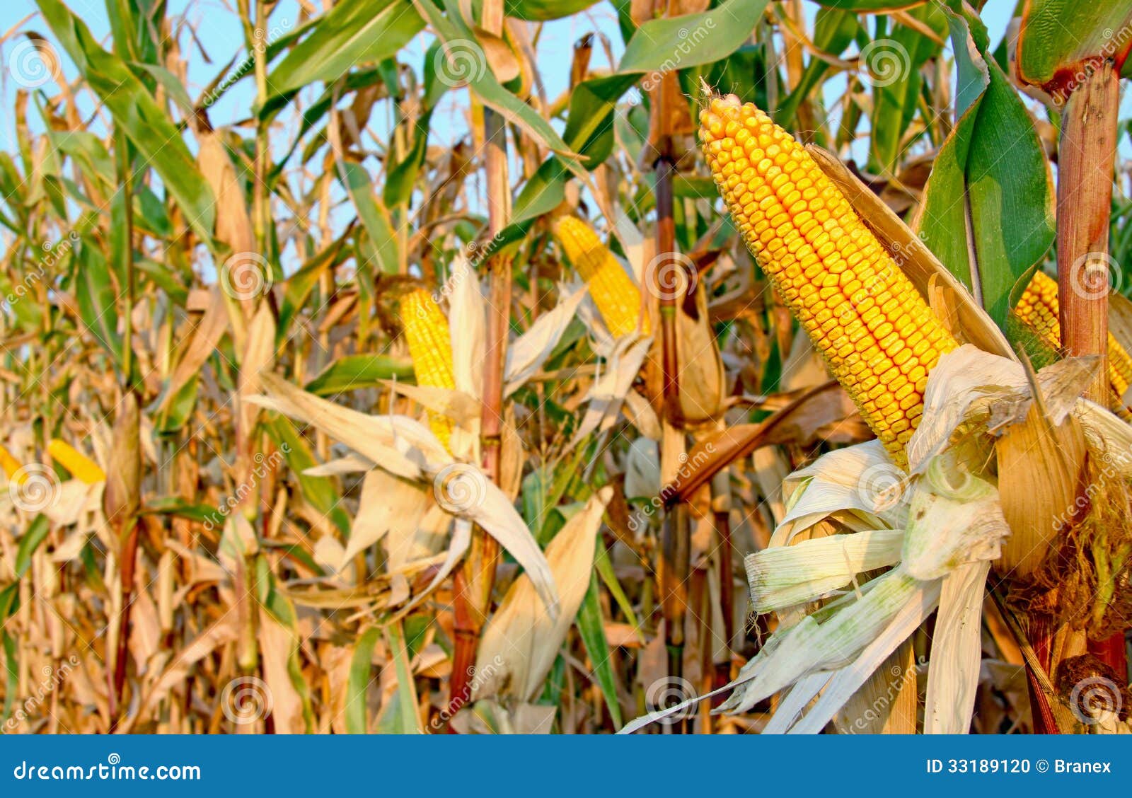 Corn Field stock photo. Image of plantation, ordered - 33189120