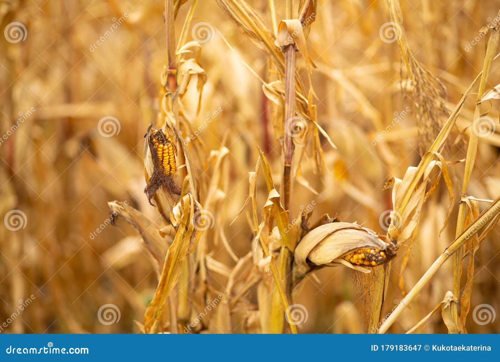 Corn Field. Ripened Dry Yellow Corn, Harvest Time Stock Image - Image ...