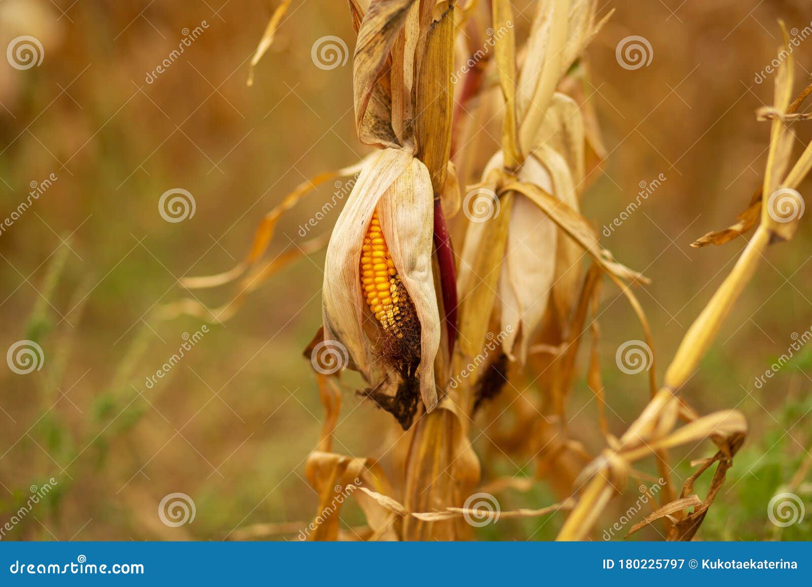 Field Of Ripened Golden Rice In Green Grass. Bali, Indonesia Royalty ...