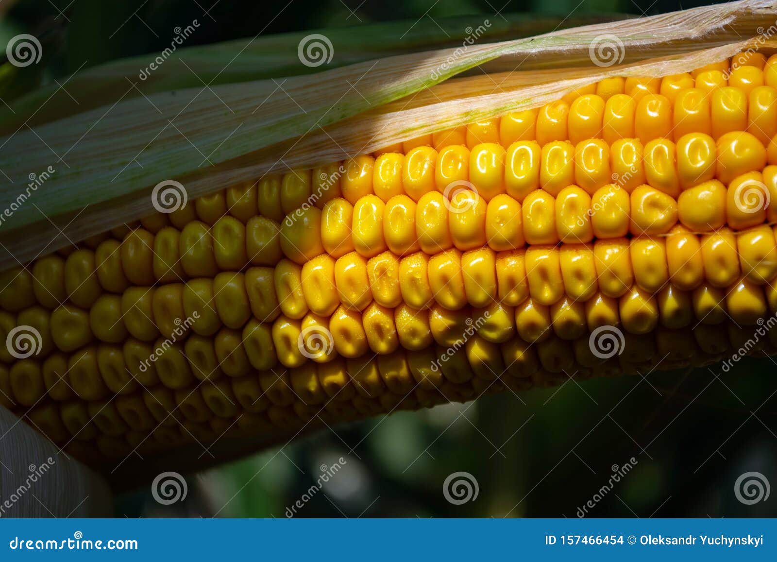 Corn in the Field during the Ripening Period. Cobs Filled with Coarse ...