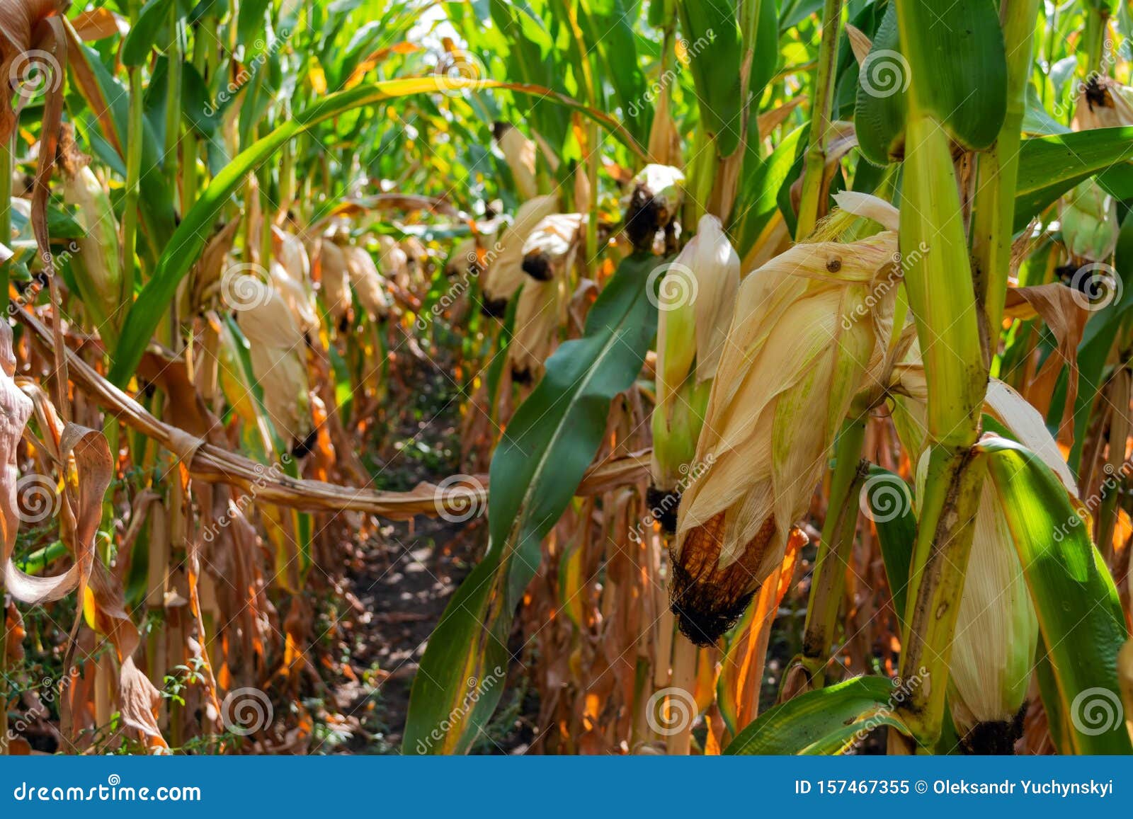 Corn in the Field during the Ripening Period. Cobs Filled with Coarse ...